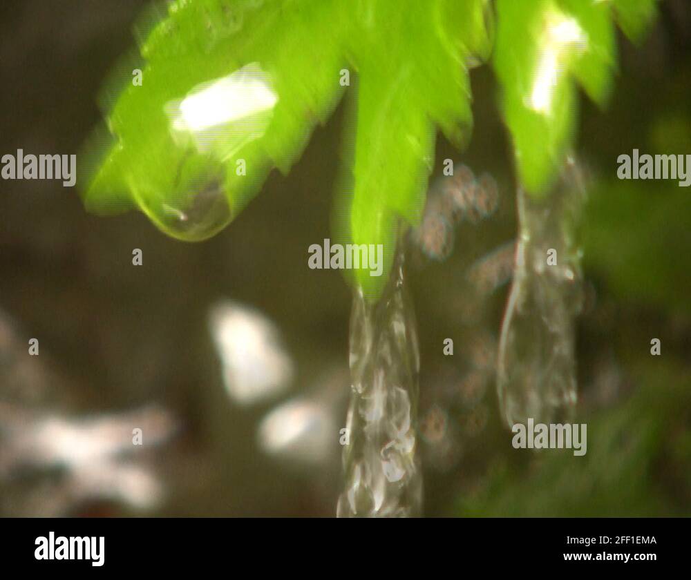 Water dripping off a leaf Stock Videos & Footage - HD and 4K Video ...