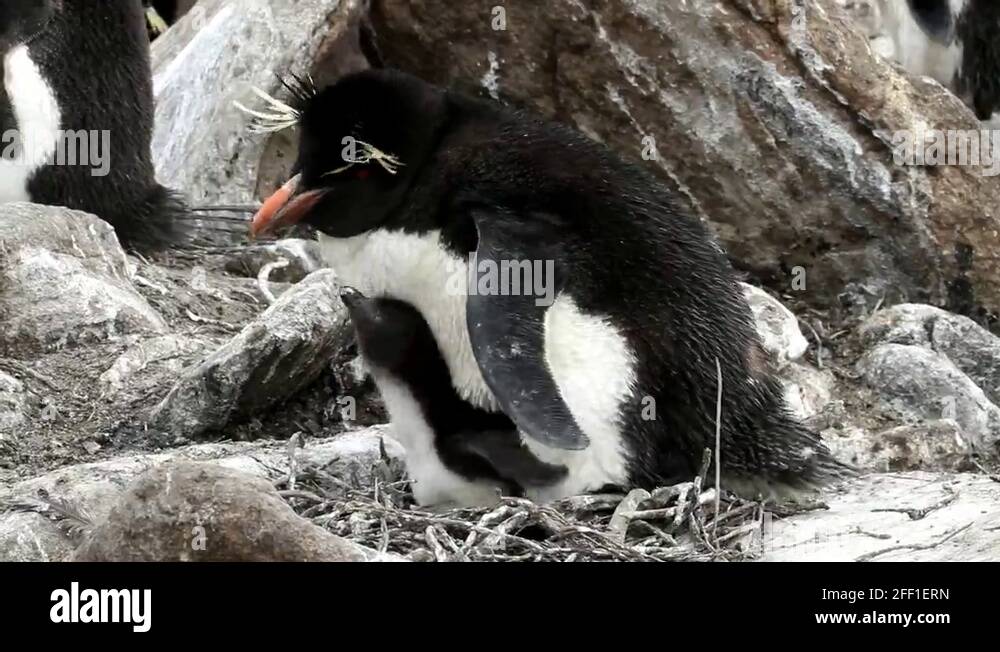 Penguin rockhopper chick Stock Videos & Footage - HD and 4K Video Clips ...