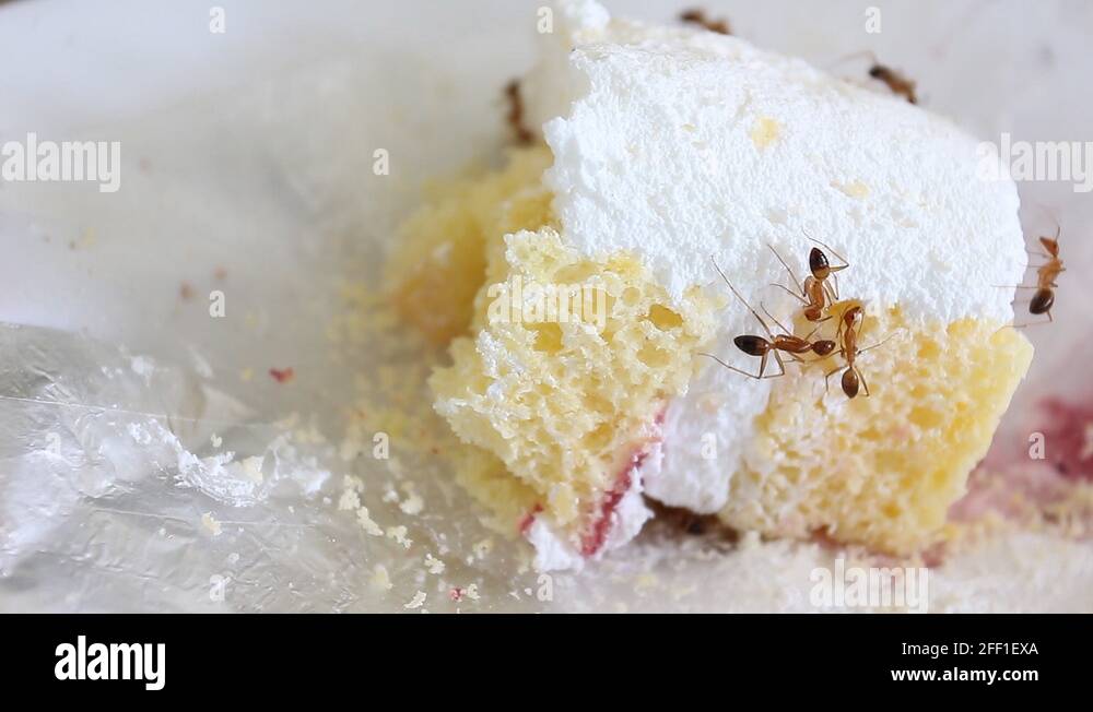 Ant eating animal Stock Videos & Footage - HD and 4K Video Clips - Alamy