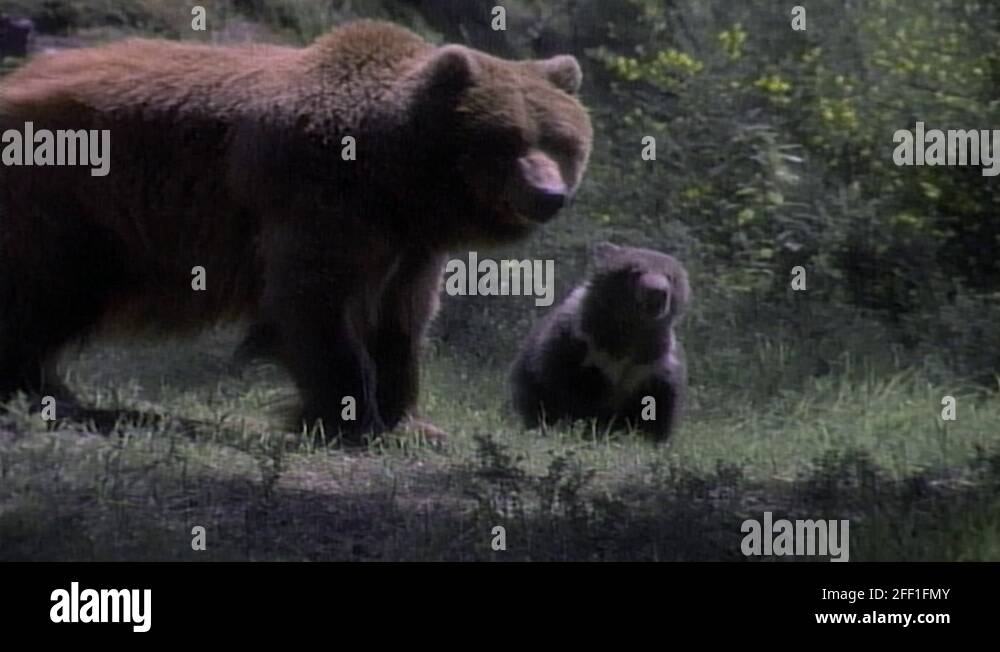 Female and female cub Stock Videos & Footage - HD and 4K Video Clips ...