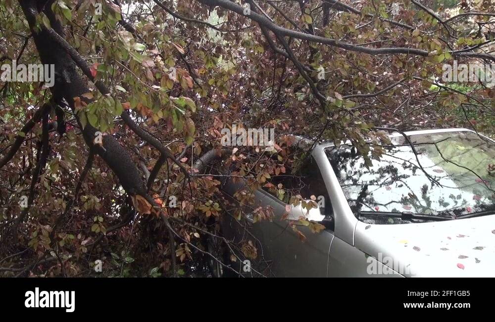 Tree vehicle Stock Videos & Footage - HD and 4K Video Clips - Alamy