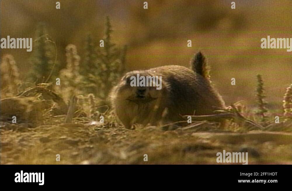 The gopher Stock Videos & Footage - HD and 4K Video Clips - Alamy