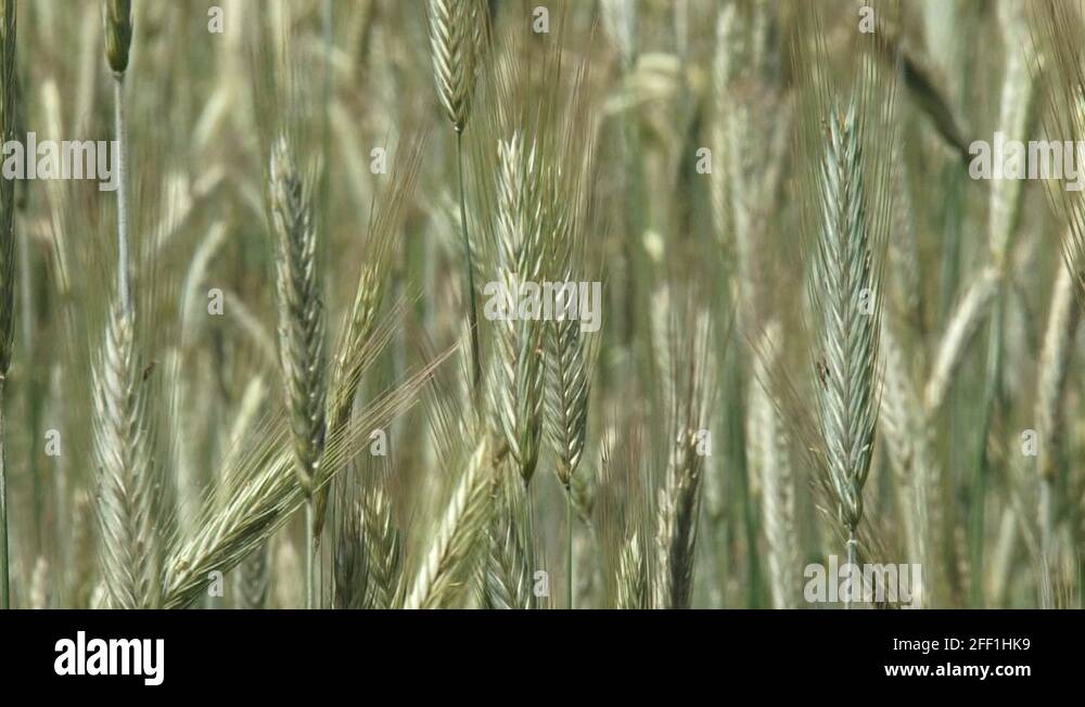 Cereal rye secale cereale Stock Videos & Footage - HD and 4K Video ...