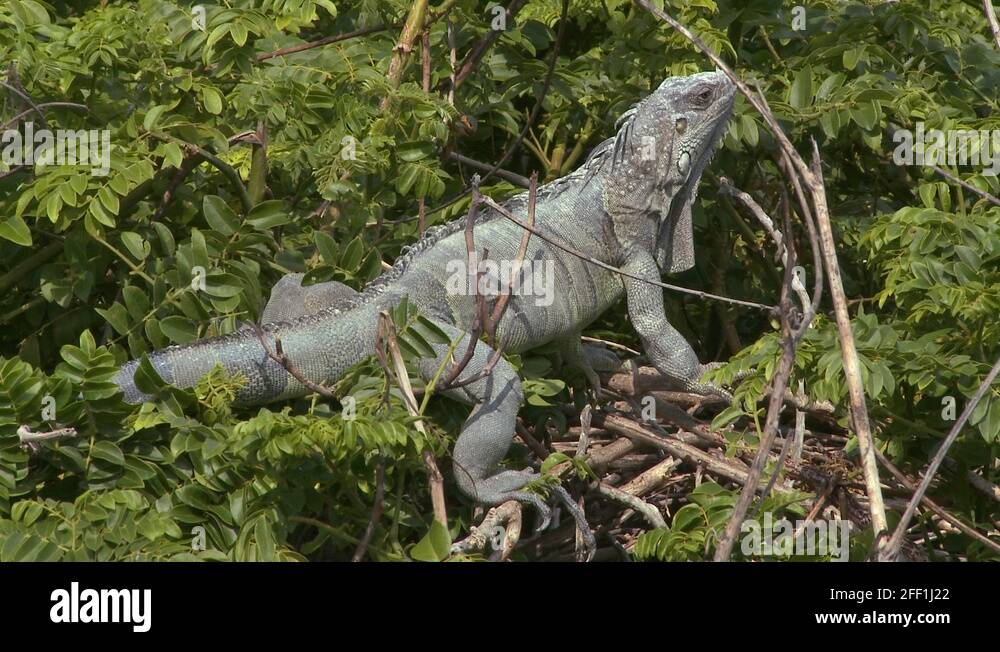 Iguana iguana key west Stock Videos & Footage - HD and 4K Video Clips ...