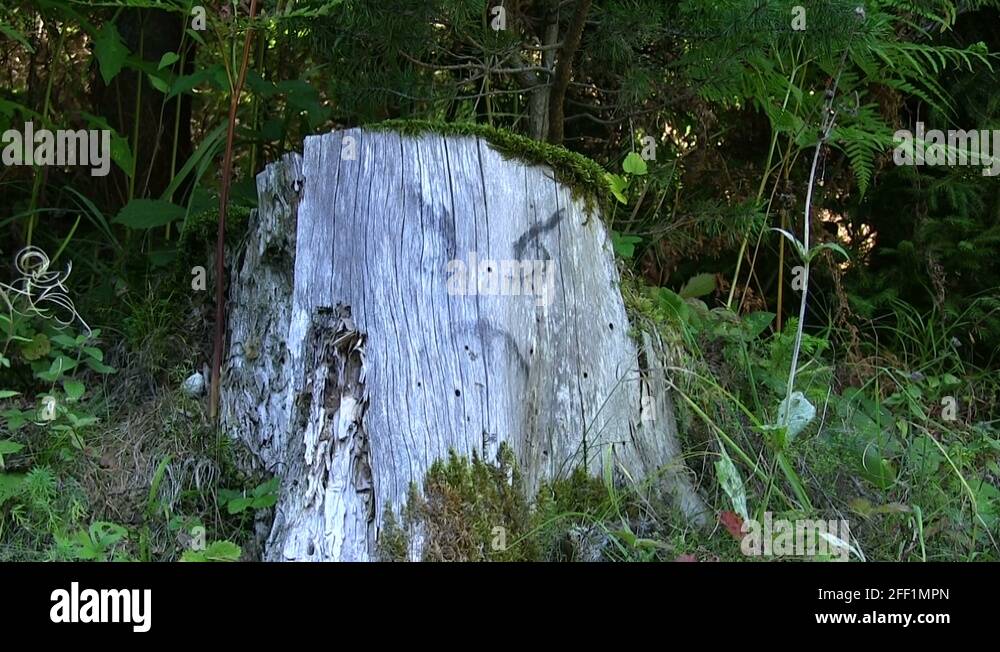 Log stump garden Stock Videos & Footage - HD and 4K Video Clips - Alamy