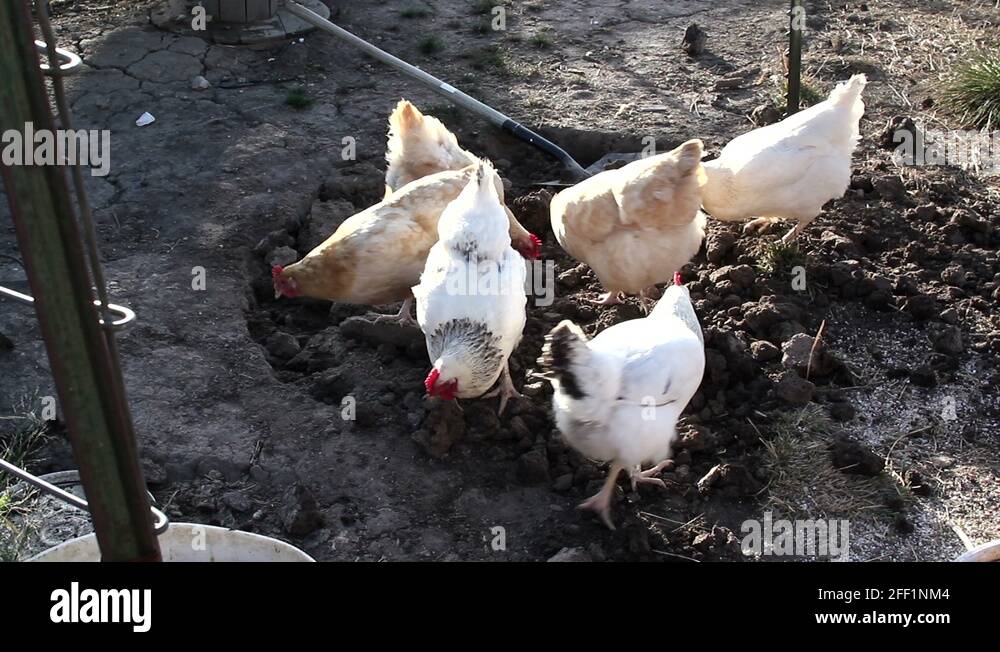 Scratching around Stock Videos & Footage - HD and 4K Video Clips - Alamy