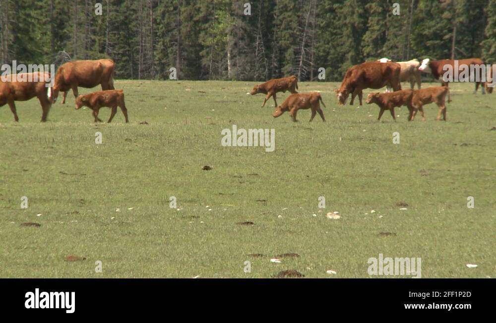 Cow agriculture bovine food cattle animal mammal milk herd dairy beef ...