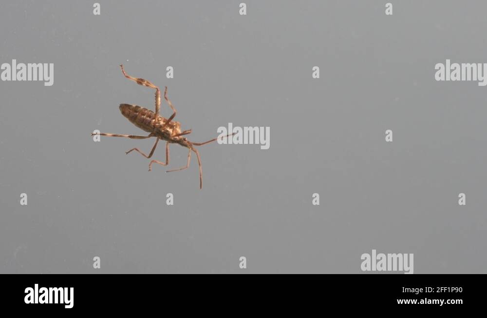 Insect feeler Stock Videos & Footage - HD and 4K Video Clips - Alamy