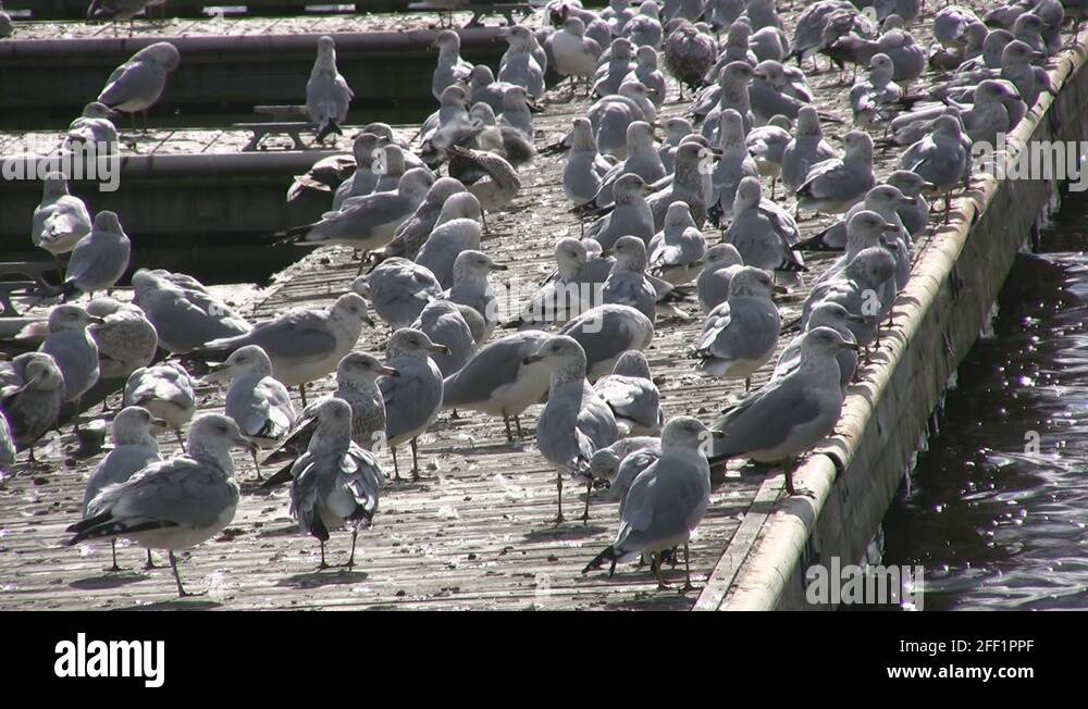 Colony seabirds Stock Videos & Footage - HD and 4K Video Clips - Alamy