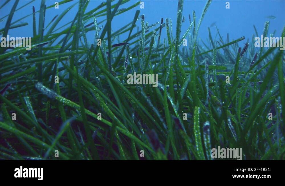 Sea weed field Stock Videos & Footage - HD and 4K Video Clips - Alamy