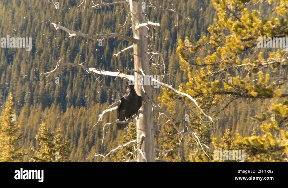 Raven in tree Stock Videos & Footage - HD and 4K Video Clips - Alamy