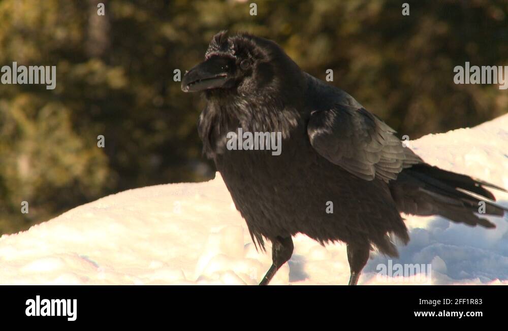 Raven feet Stock Videos & Footage - HD and 4K Video Clips - Alamy