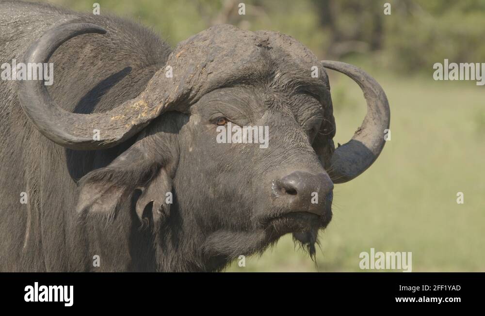 Buffalo profile Stock Videos & Footage - HD and 4K Video Clips - Alamy