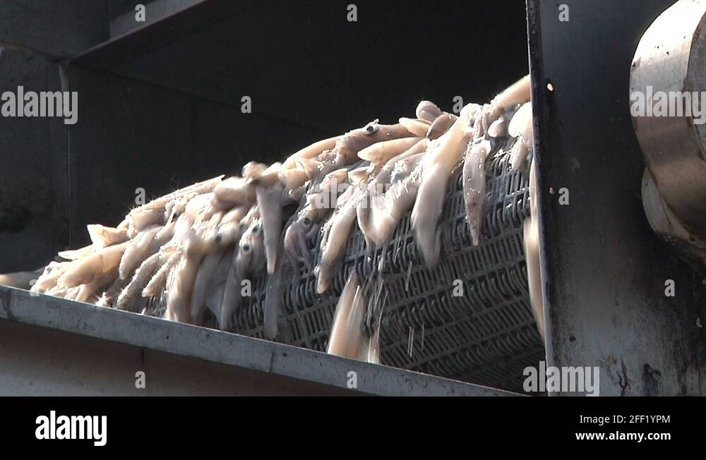 Calamari fresh Stock Videos & Footage - HD and 4K Video Clips - Alamy