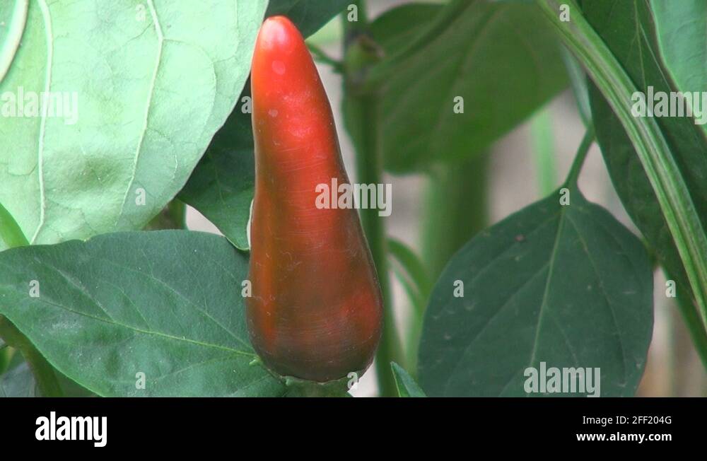 Chili pepper farm Stock Videos & Footage - HD and 4K Video Clips - Alamy