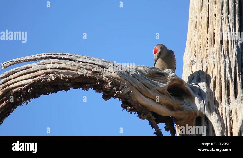 Bright red marking Stock Videos & Footage - HD and 4K Video Clips - Alamy