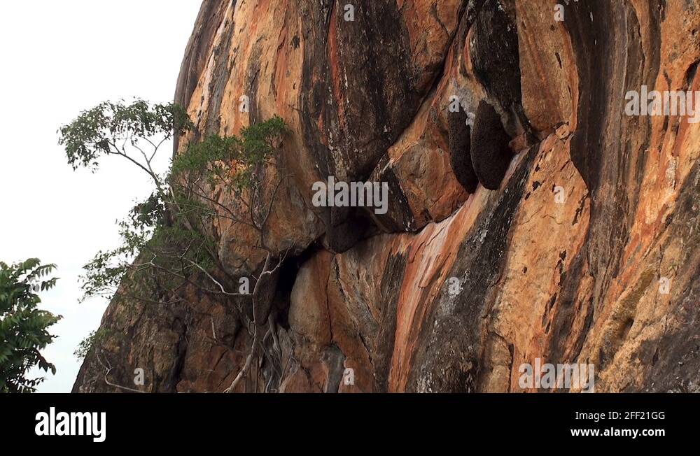 Beehives of Giant honey bee (Apis Dorsata) at Sigiriya's cliff Stock ...