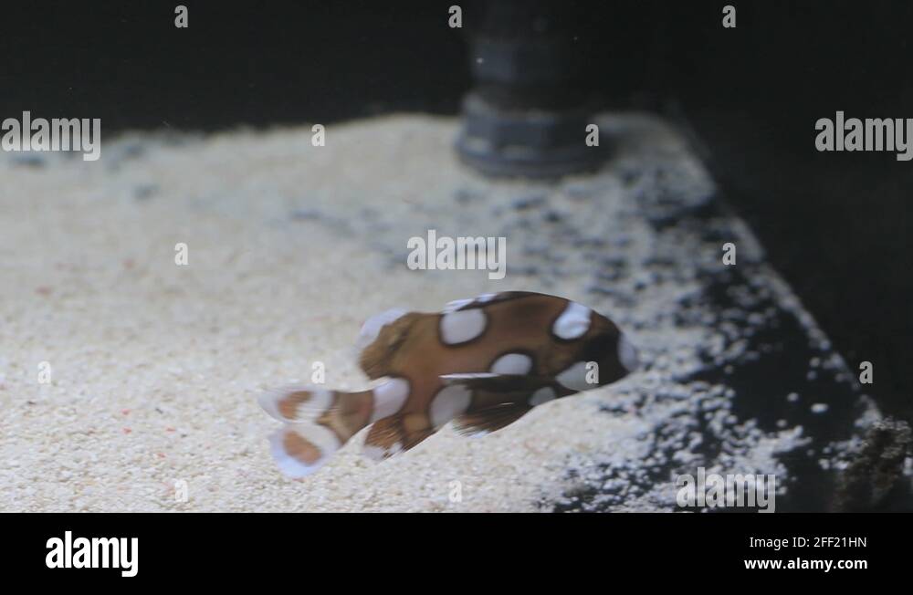 White fish with dots Stock Videos & Footage - HD and 4K Video Clips - Alamy