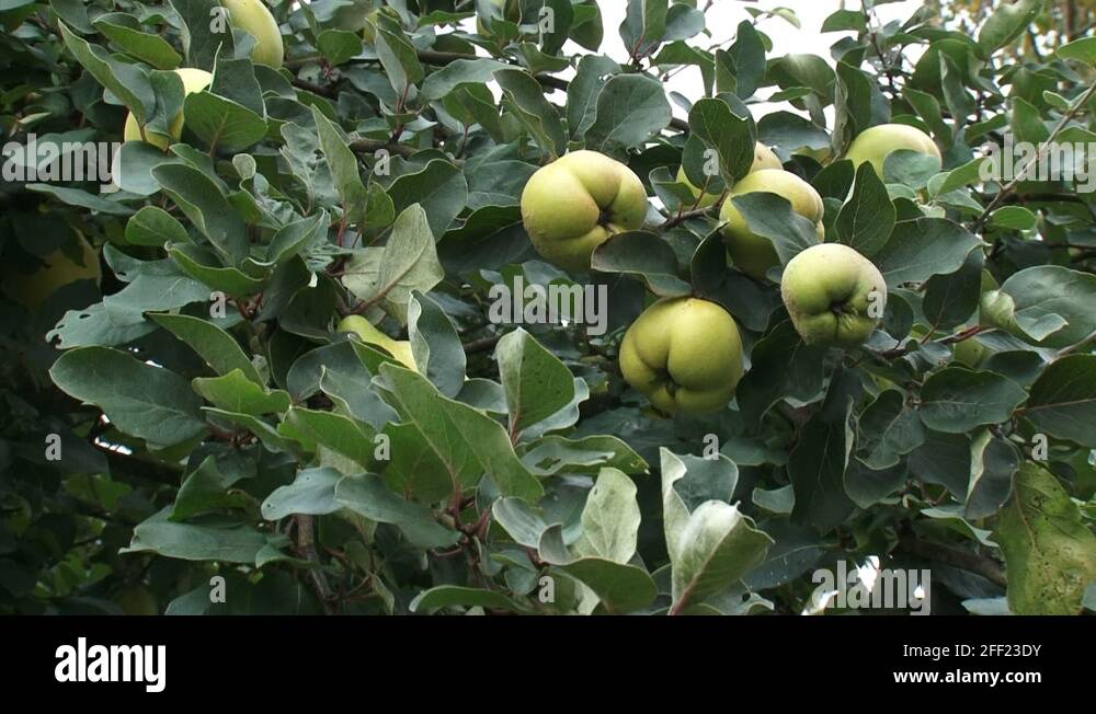 Deciduous pome fruit Stock Videos & Footage - HD and 4K Video Clips - Alamy