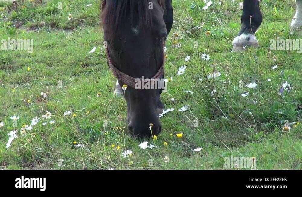 Horse head meat Stock Videos & Footage - HD and 4K Video Clips - Alamy