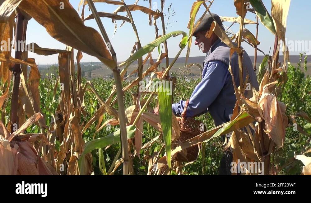 Farmer gathering corn, harvesting corn, organic farm, local produce ...