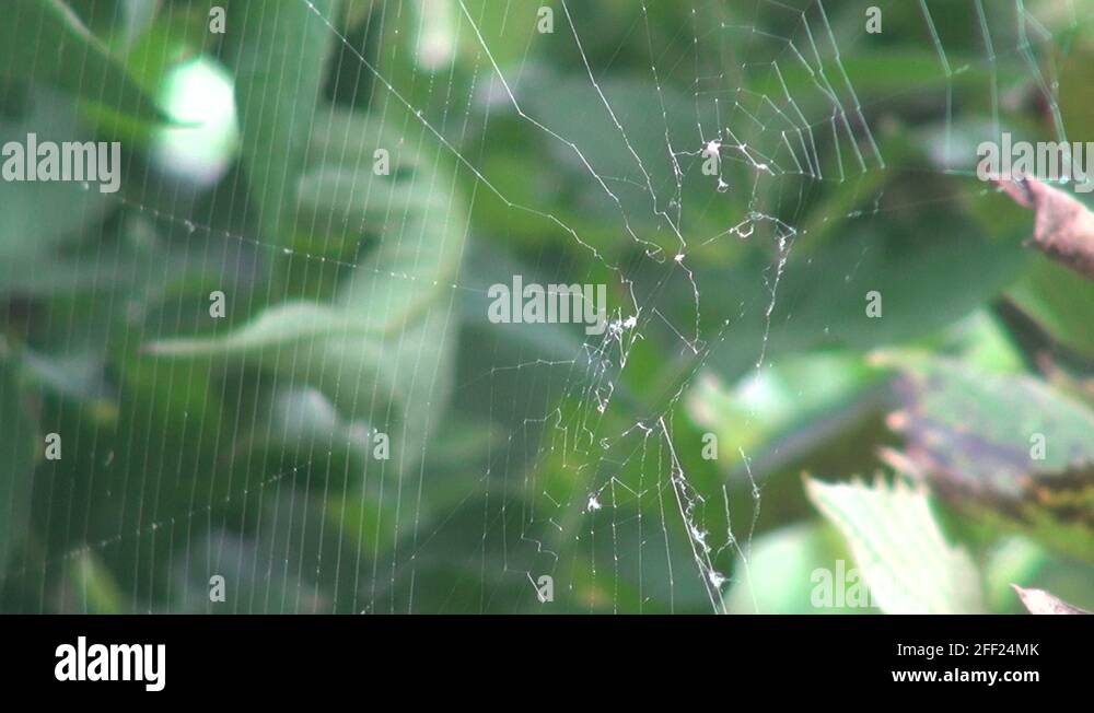 Spider cobweb green leaf Stock Videos & Footage - HD and 4K Video Clips ...