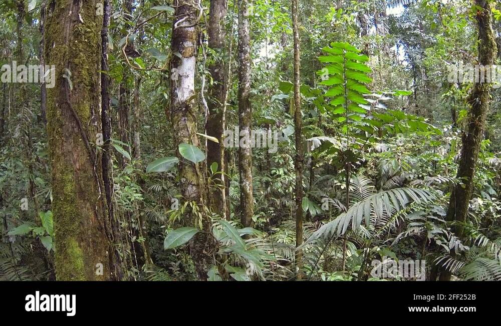 Rainforest tree understory Stock Videos & Footage - HD and 4K Video ...