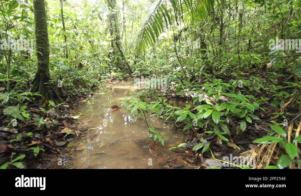 Pool of water on the rainforest floor after very heavy rain, Ecuador ...