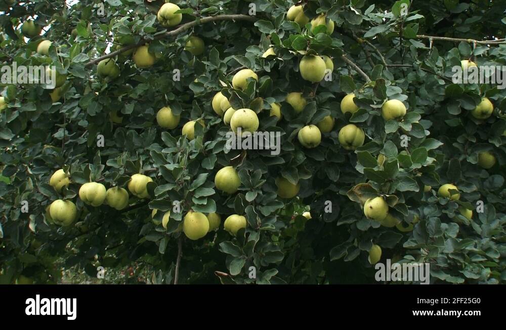 Quince trees Stock Videos & Footage - HD and 4K Video Clips - Alamy