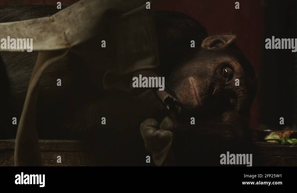 Female ape Stock Videos & Footage - HD and 4K Video Clips - Alamy