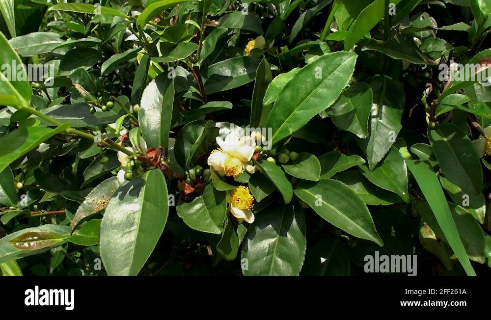 Flowers of assam Stock Videos & Footage - HD and 4K Video Clips - Alamy