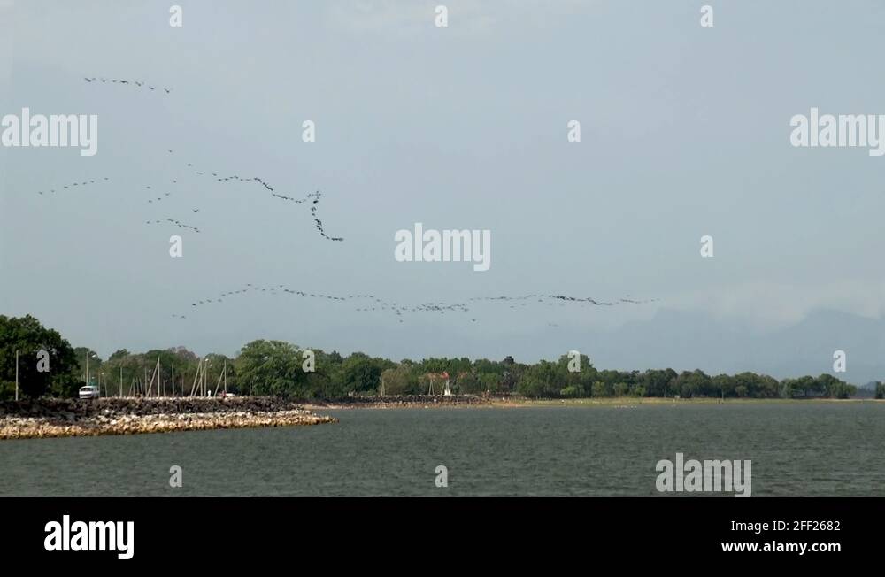 Migration route bird Stock Videos & Footage - HD and 4K Video Clips - Alamy