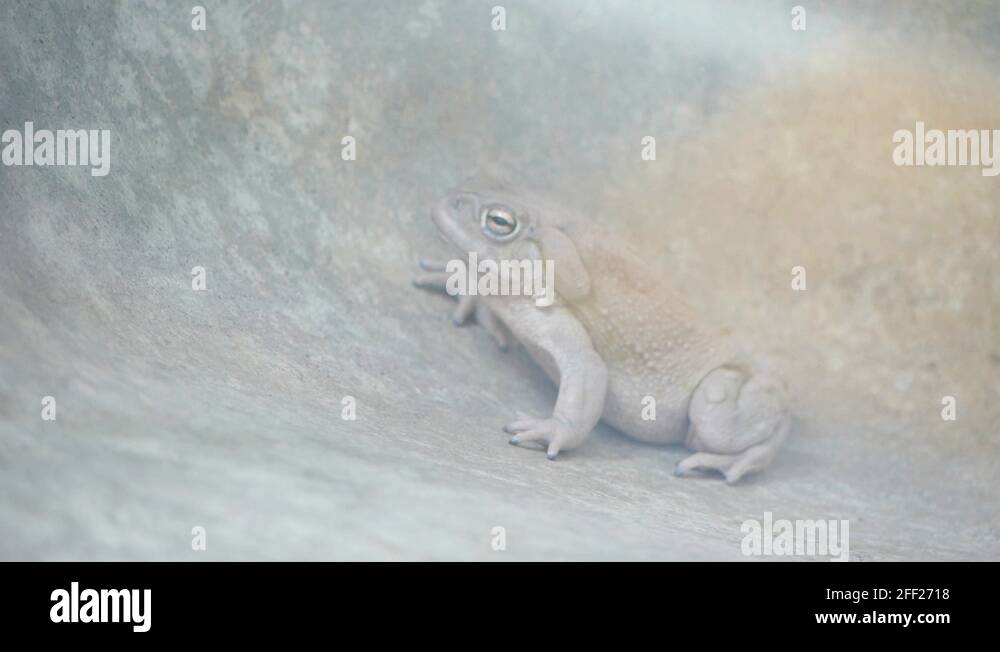 Cameleon frog Stock Videos & Footage - HD and 4K Video Clips - Alamy