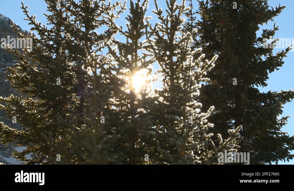 Snow melting on trees Stock Videos & Footage - HD and 4K Video Clips ...