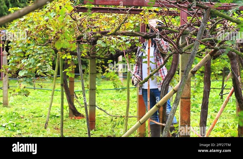 Man vine Stock Videos & Footage - HD and 4K Video Clips - Alamy