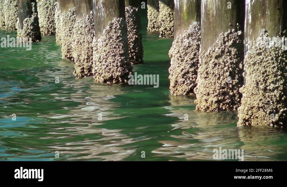 Piling with barnacles Stock Videos & Footage - HD and 4K Video Clips ...
