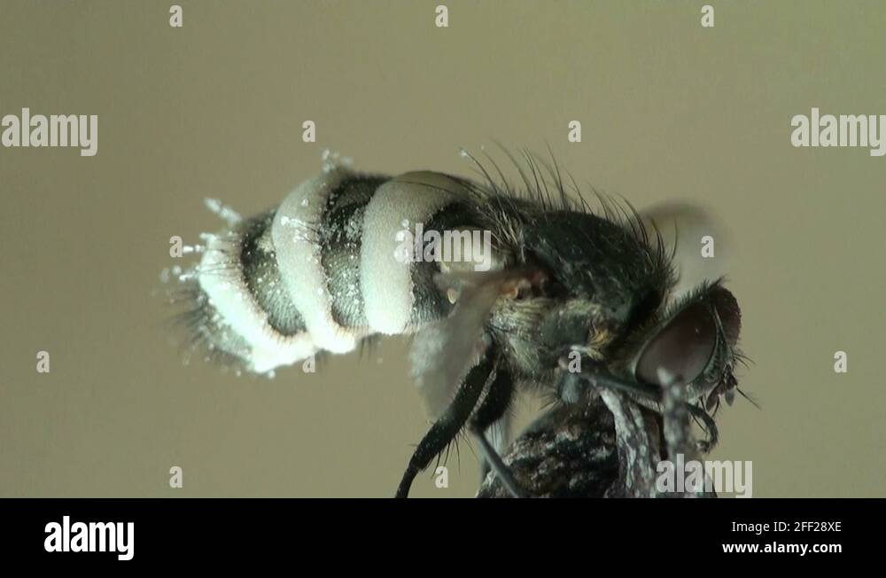 Frozen bee Stock Videos & Footage - HD and 4K Video Clips - Alamy