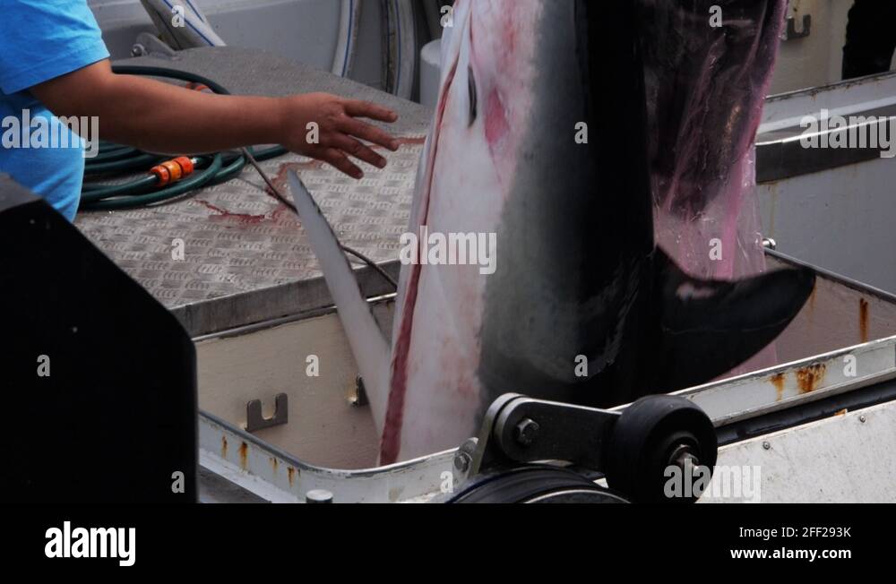 Shark market Stock Videos & Footage - HD and 4K Video Clips - Alamy