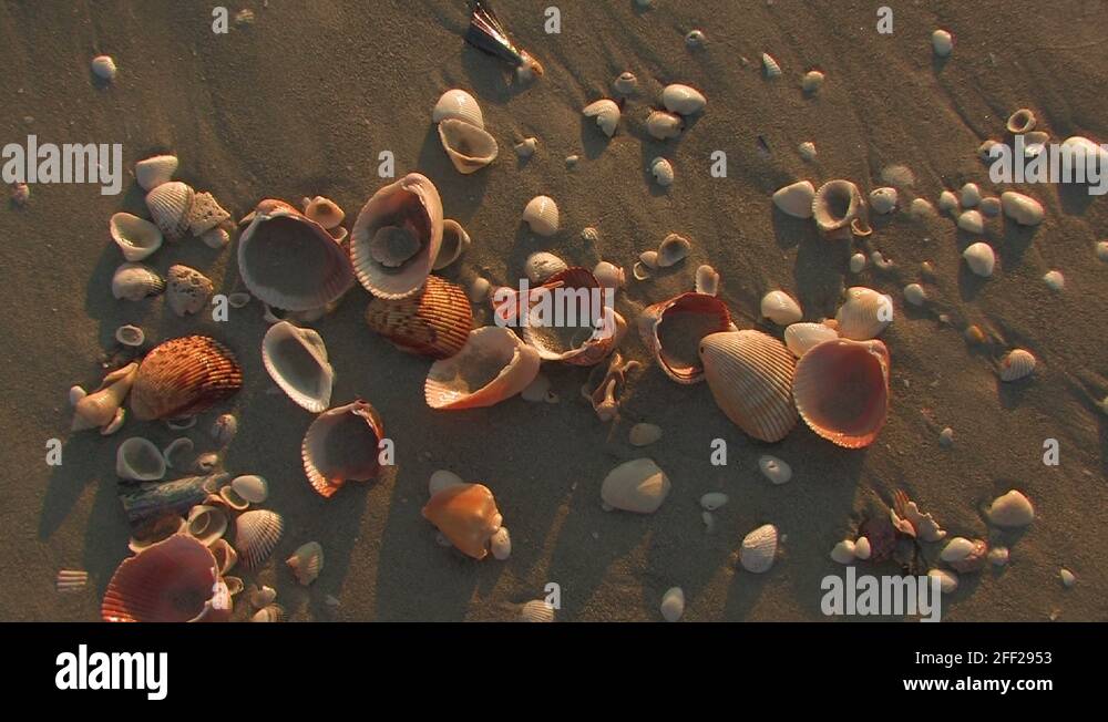 Washed shells Stock Videos & Footage - HD and 4K Video Clips - Alamy