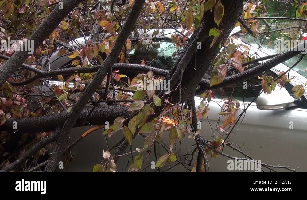 Car smashed tree Stock Videos & Footage - HD and 4K Video Clips - Alamy