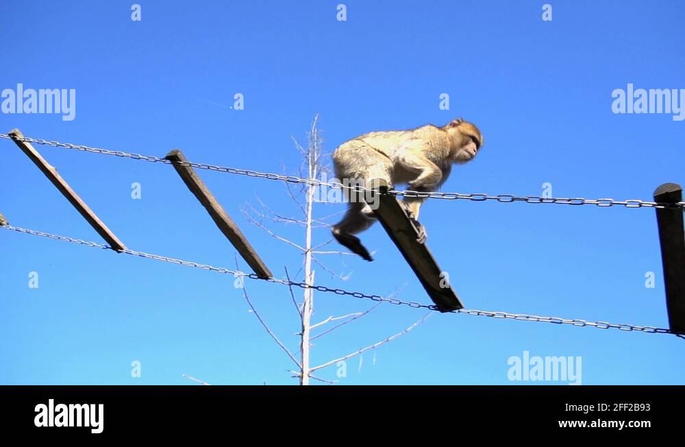 Monkey apes Stock Videos & Footage - HD and 4K Video Clips - Alamy