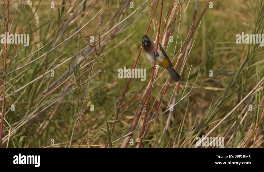Dark reed Stock Videos & Footage - HD and 4K Video Clips - Alamy