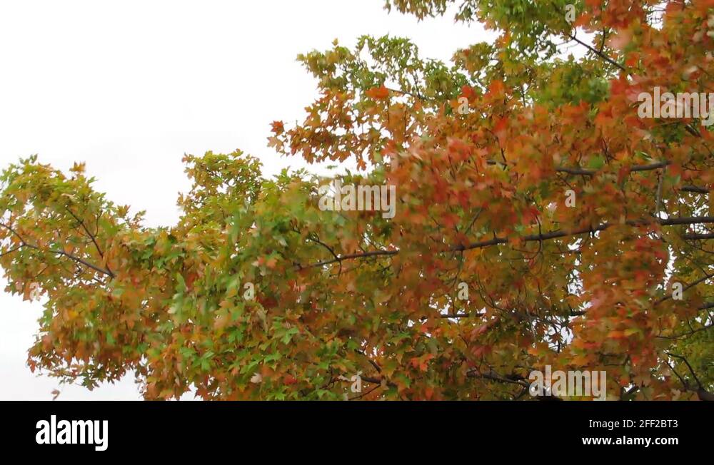Windy storm tree Stock Videos & Footage - HD and 4K Video Clips - Alamy