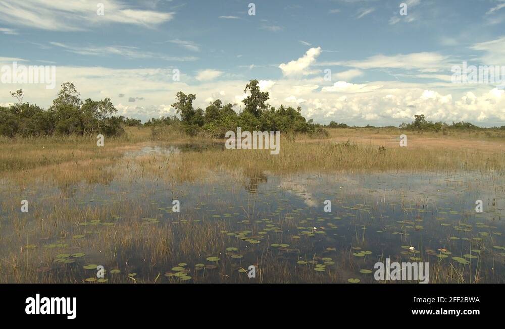 Swamp sawgrass florida everglades water Stock Videos & Footage - HD and ...