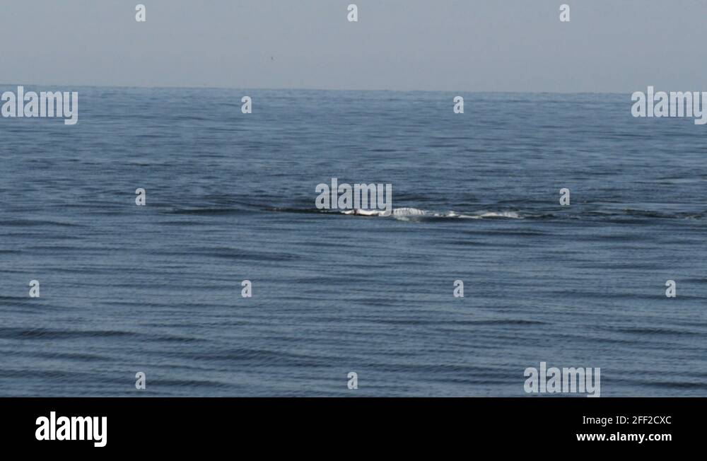 Pectoral fin Stock Videos & Footage - HD and 4K Video Clips - Alamy