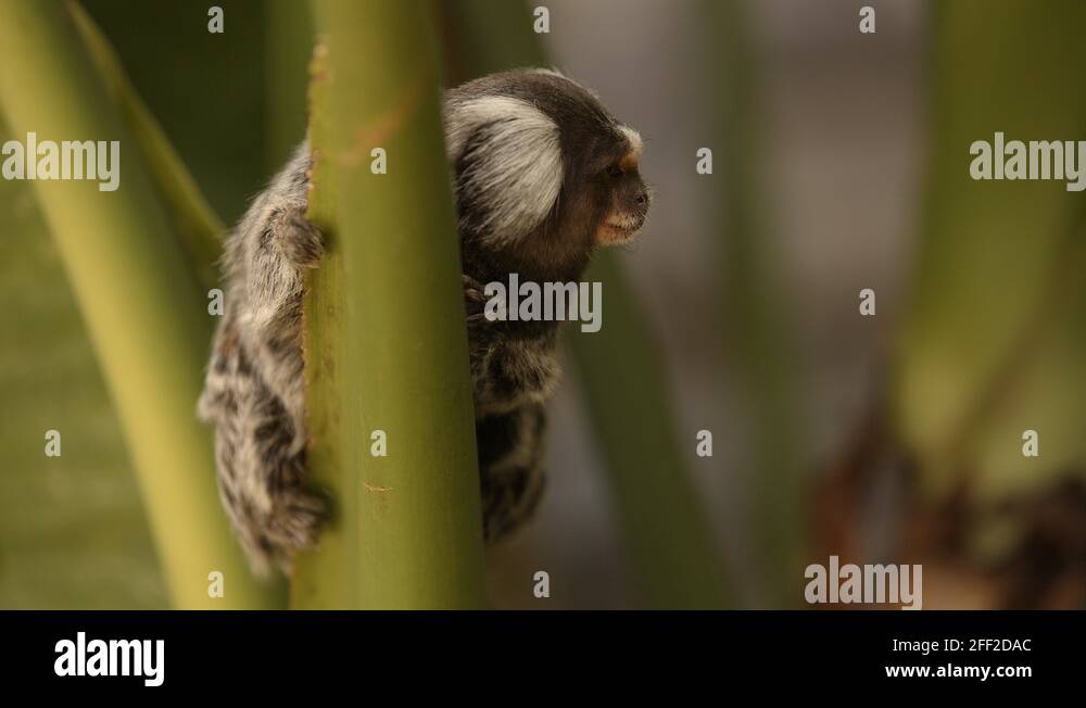 Monkey tail tree Stock Videos & Footage - HD and 4K Video Clips - Alamy