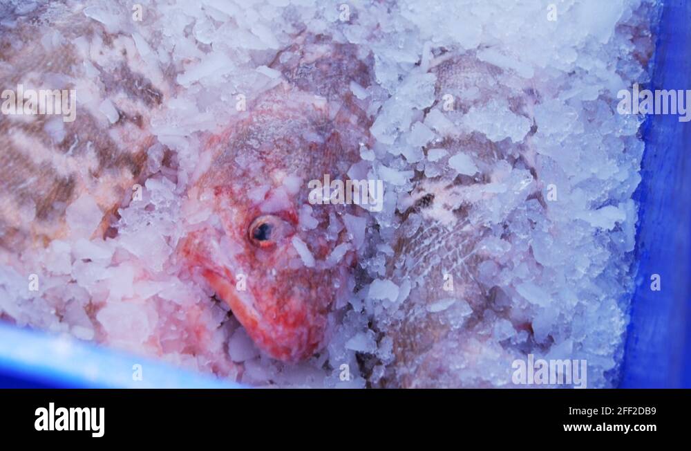 Genypterus Stock Videos & Footage - HD and 4K Video Clips - Alamy