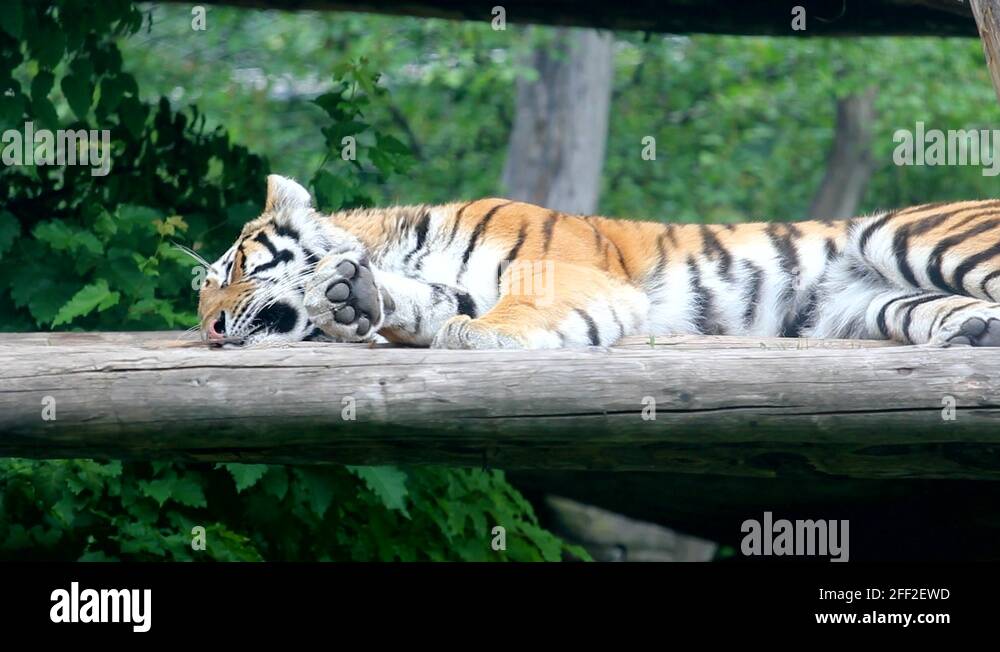 Tired tiger Stock Videos & Footage - HD and 4K Video Clips - Alamy