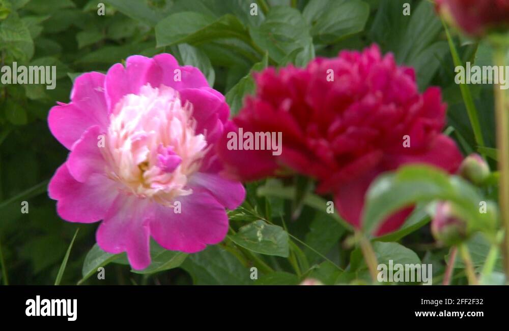 How to plant peonies Stock Videos & Footage - HD and 4K Video Clips - Alamy