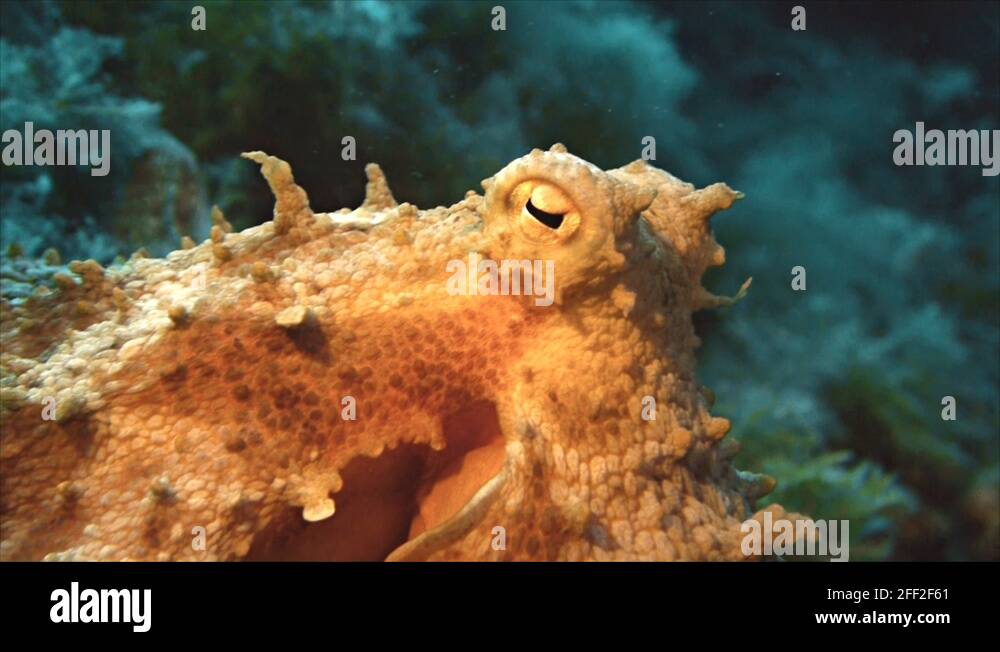 Octopus eyes Stock Videos & Footage - HD and 4K Video Clips - Alamy